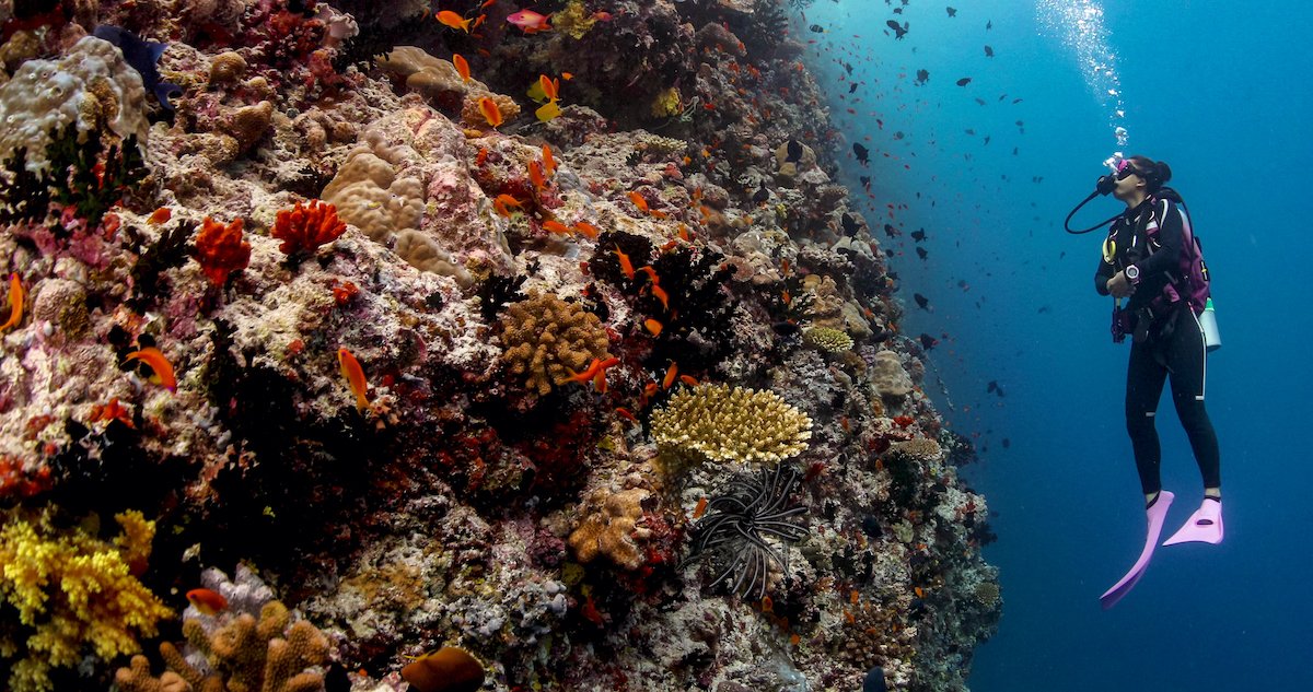 Travel The Maldives: 6 Fantastic Underwater Adventures To Experience In ...