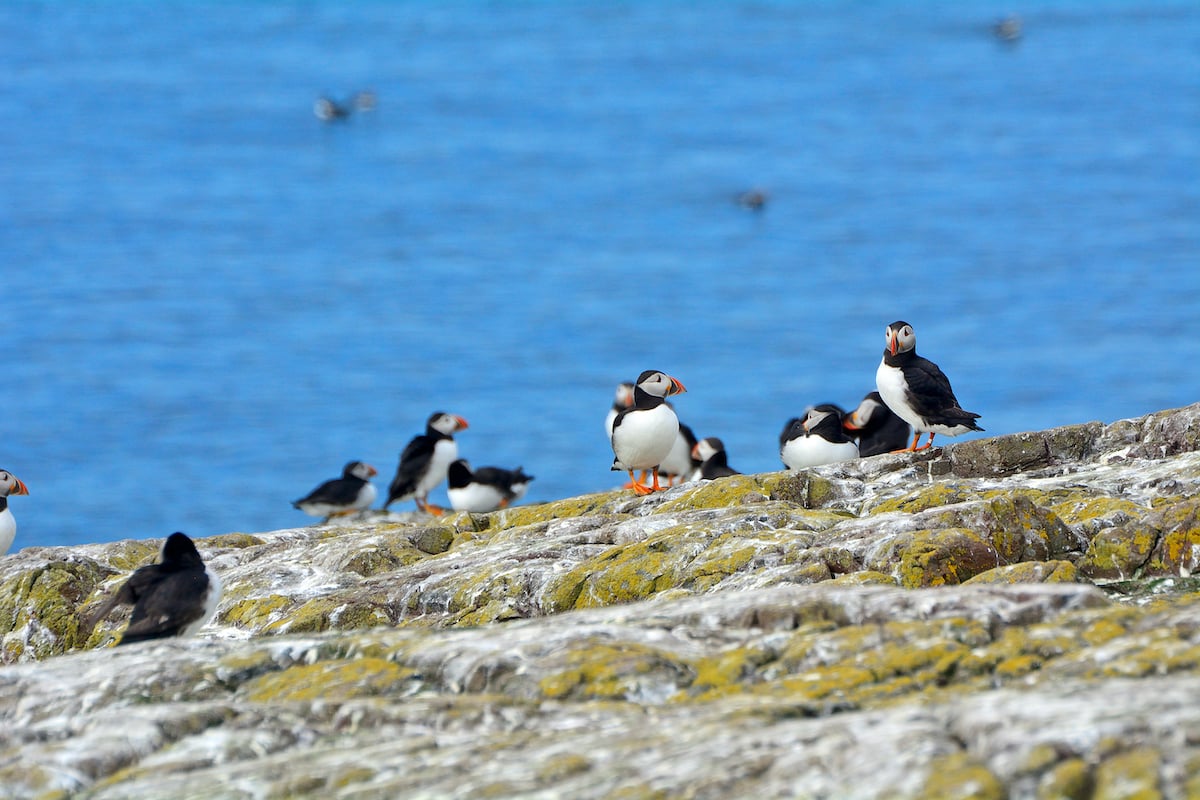 Travel Europe: 7 Amazing Wildlife Experiences In Europe
